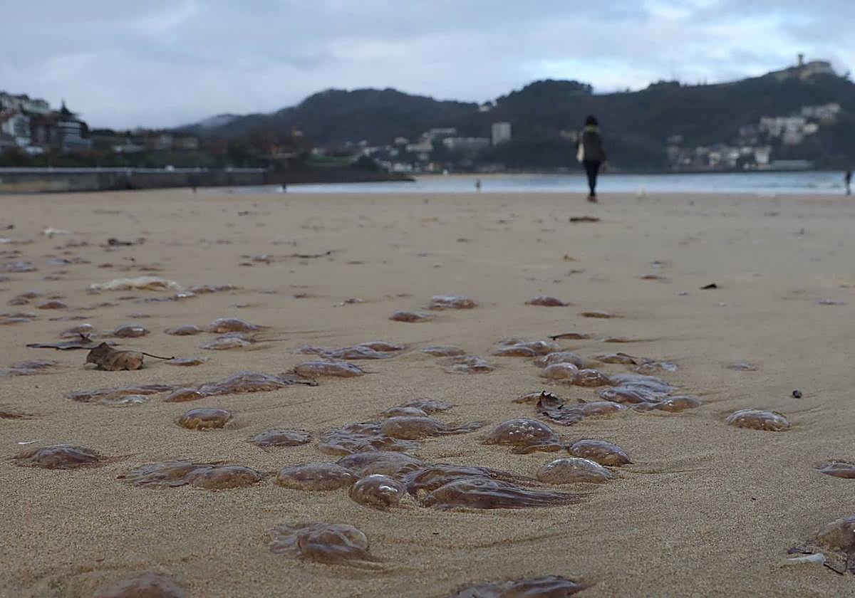 Las salpas «invaden» la playa de La Concha | El Diario Vasco
